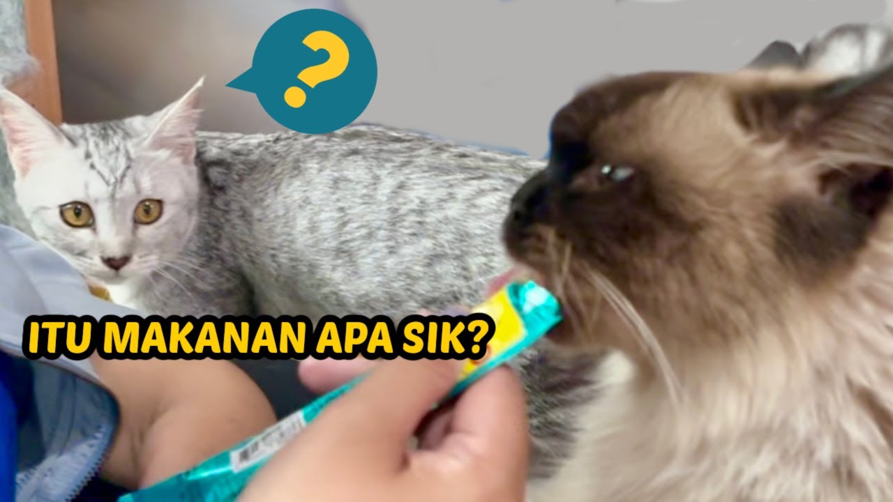 ANEH! LILO RAKUS TAPI GAK DOYAN SNACK BASAH - YouTube