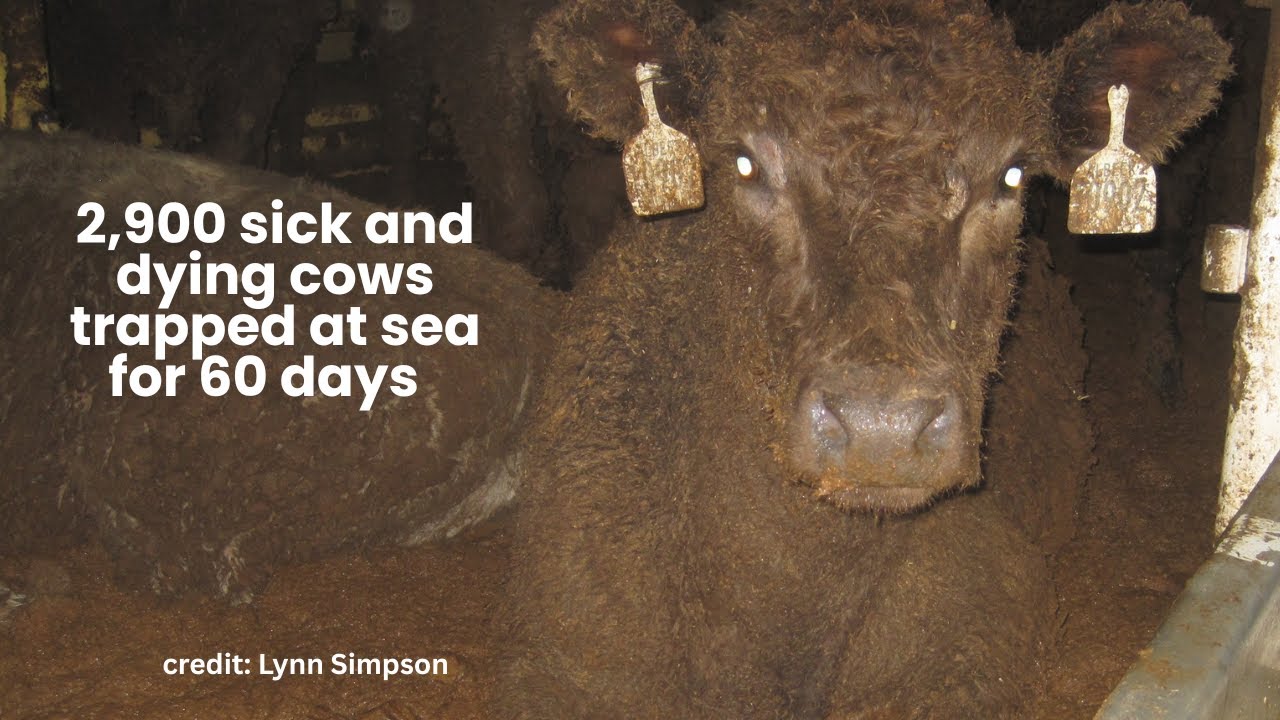 Veterinarian Lynn Simpson on the tragedy aboard Spiridon II: 2900 cows ...
