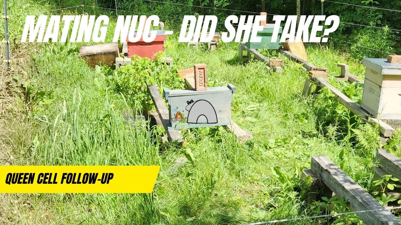 Mating Nuc Checkup | Bear Behind Apiary & Maple 2023 - YouTube