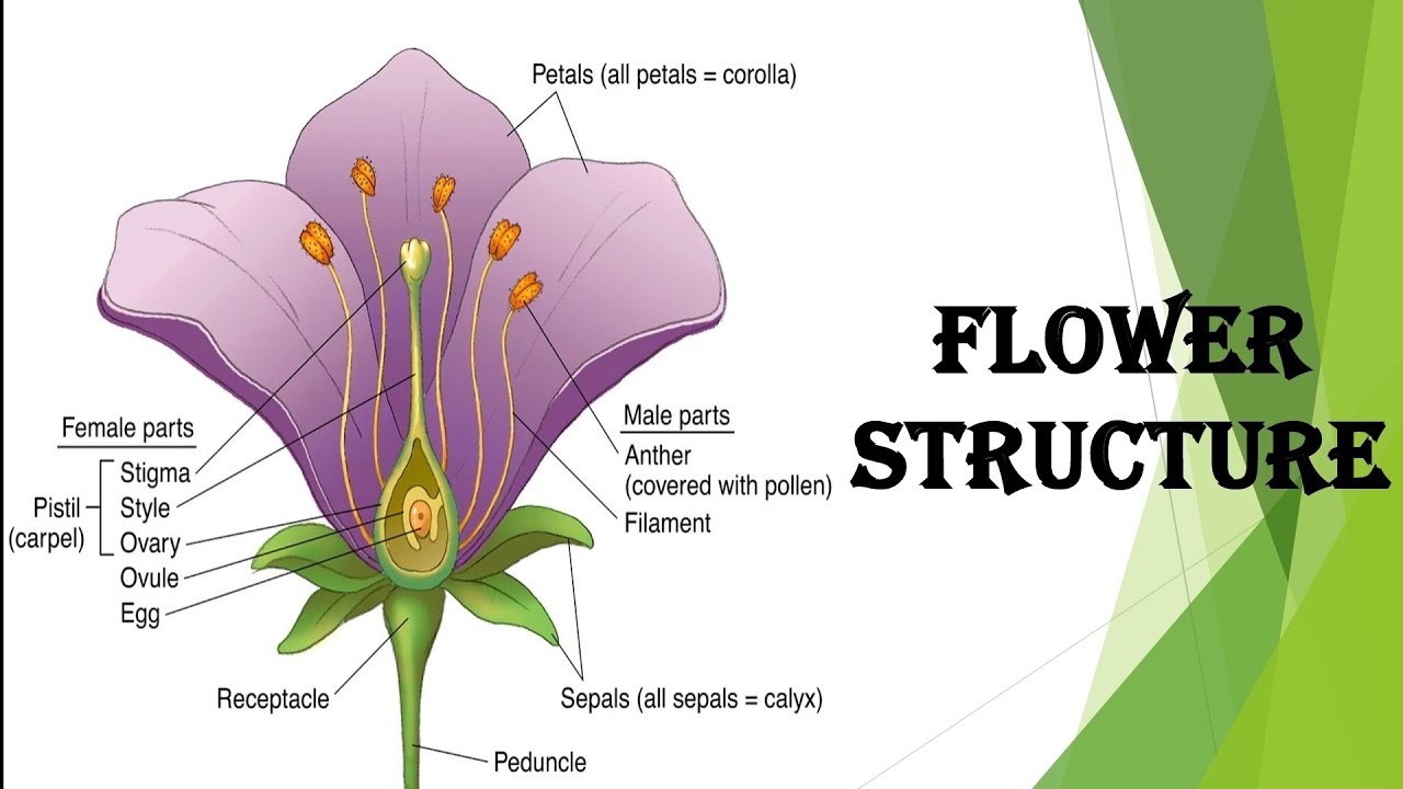 FLOWER STRUCTURE | Flowers Structure Bsc. and Msc. Class in Hindi - YouTube