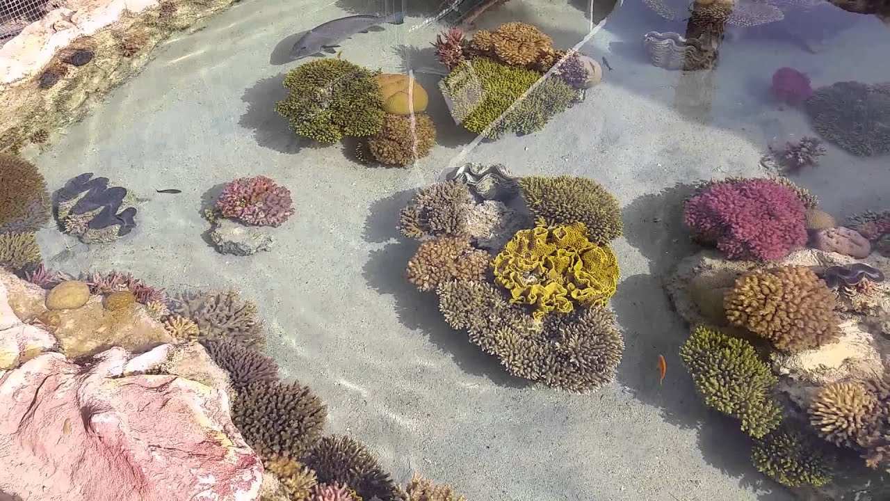 Reef Lagoon.reef.reef - YouTube