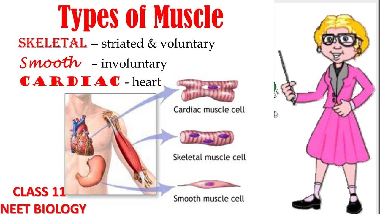 MUSCLE TISSUE/STRUCTURAL ORGANISATION IN ANIMALS/CLASS 11/NEET BIOLOGY ...