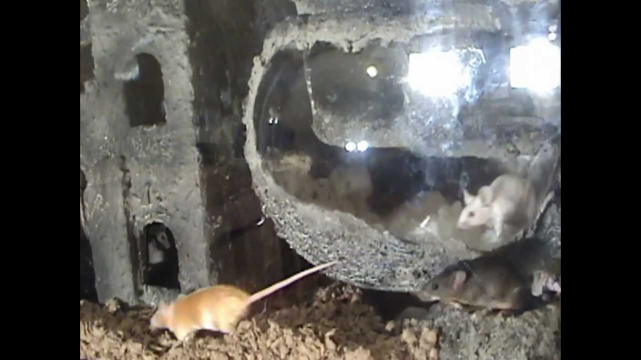 Mouse Cage Decor: Haunted Castle - YouTube