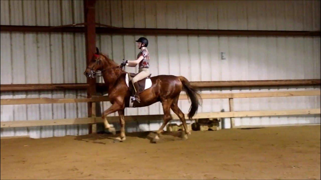 The Five-Gaited Saddlebred's Gaits - YouTube