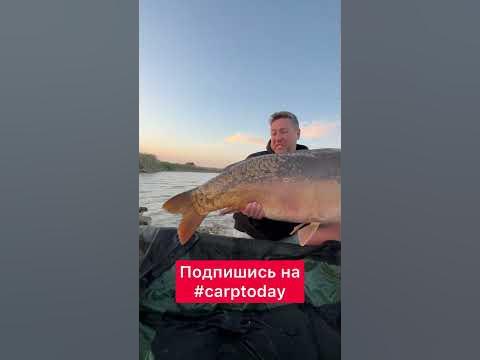 Поймали огромного карпа 20 кг! #рыбалка #карпфишинг #ловлякарпа - YouTube
