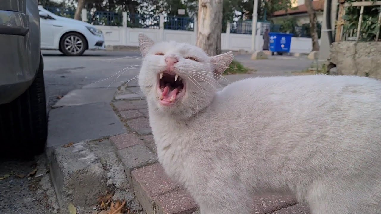 White Cat who is Angry 24/7 - YouTube