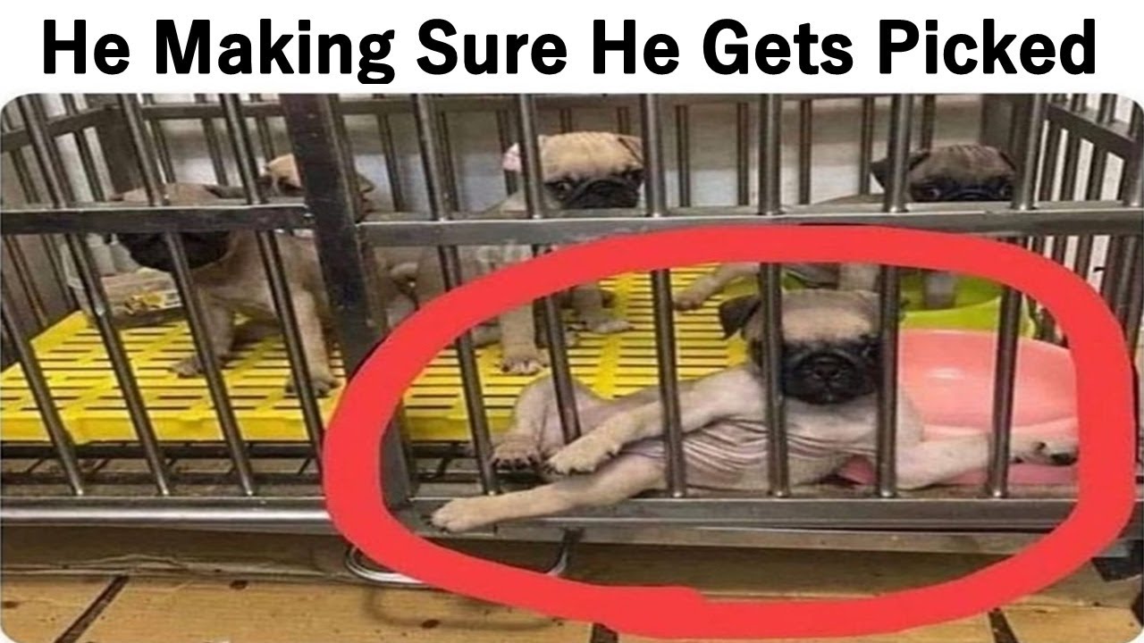 Daily Fresh Memes 57 - YouTube