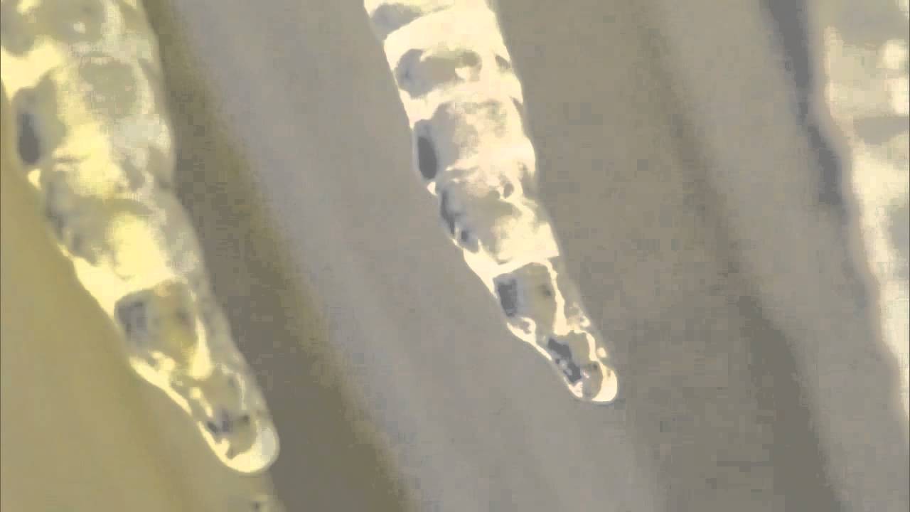 Musical Offering by J.S. Bach - Crab Cannon - YouTube