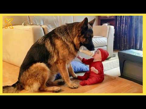 When Your Baby and Giant German Shepherd Help Each Other… Nobody Expected This 😍