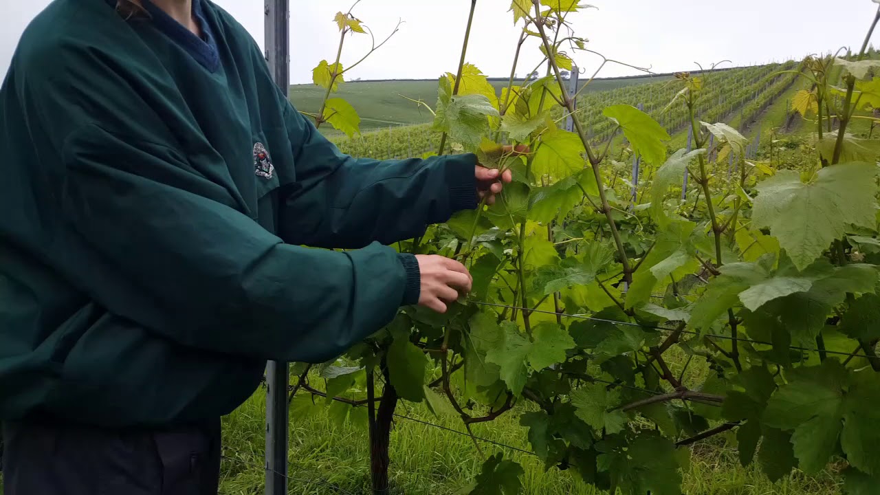 Amanda explains the 'tucking in' process - YouTube