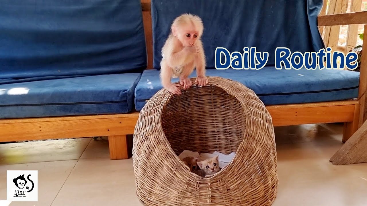 Monkey ken Daily Routine is Sweetly Check Up Newborn Kitty Repeatedly ...