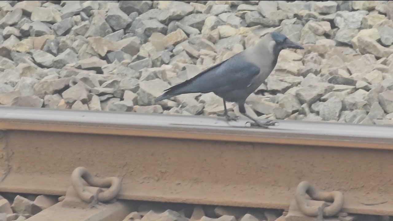Cow crying loudly||Crow sound||Crow walking in railway track|| - YouTube