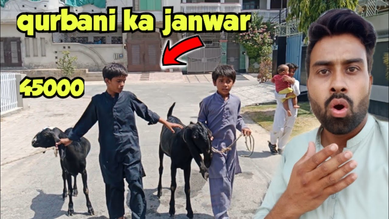 qurbani ka janwar 45.k🐏 | Abbas Rasheed - YouTube