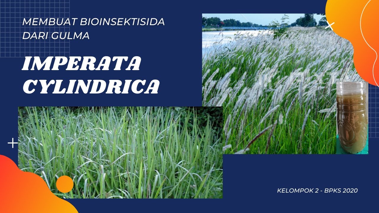 Bioinsektisida Dari Gulma Ilalang ( Imperata cylindrica ) - YouTube