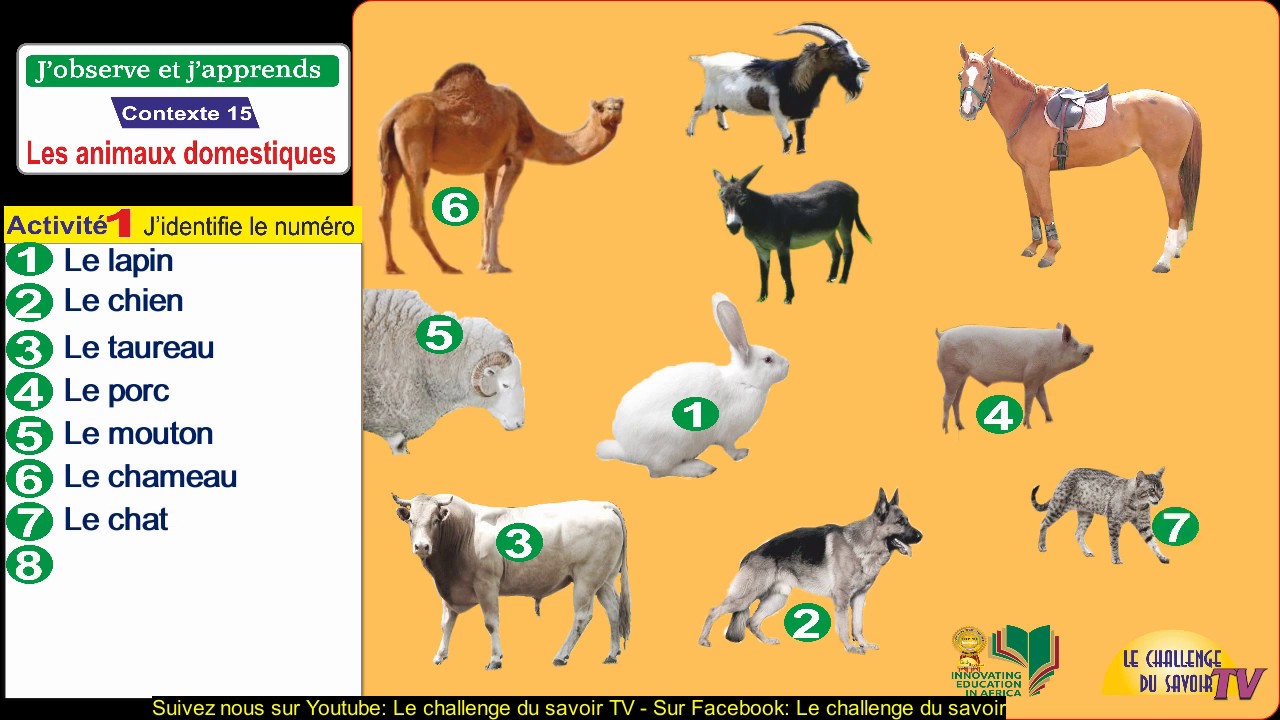 J'observe et j'apprends (Contexte 15: Les animaux domestiques) CP1 et ...