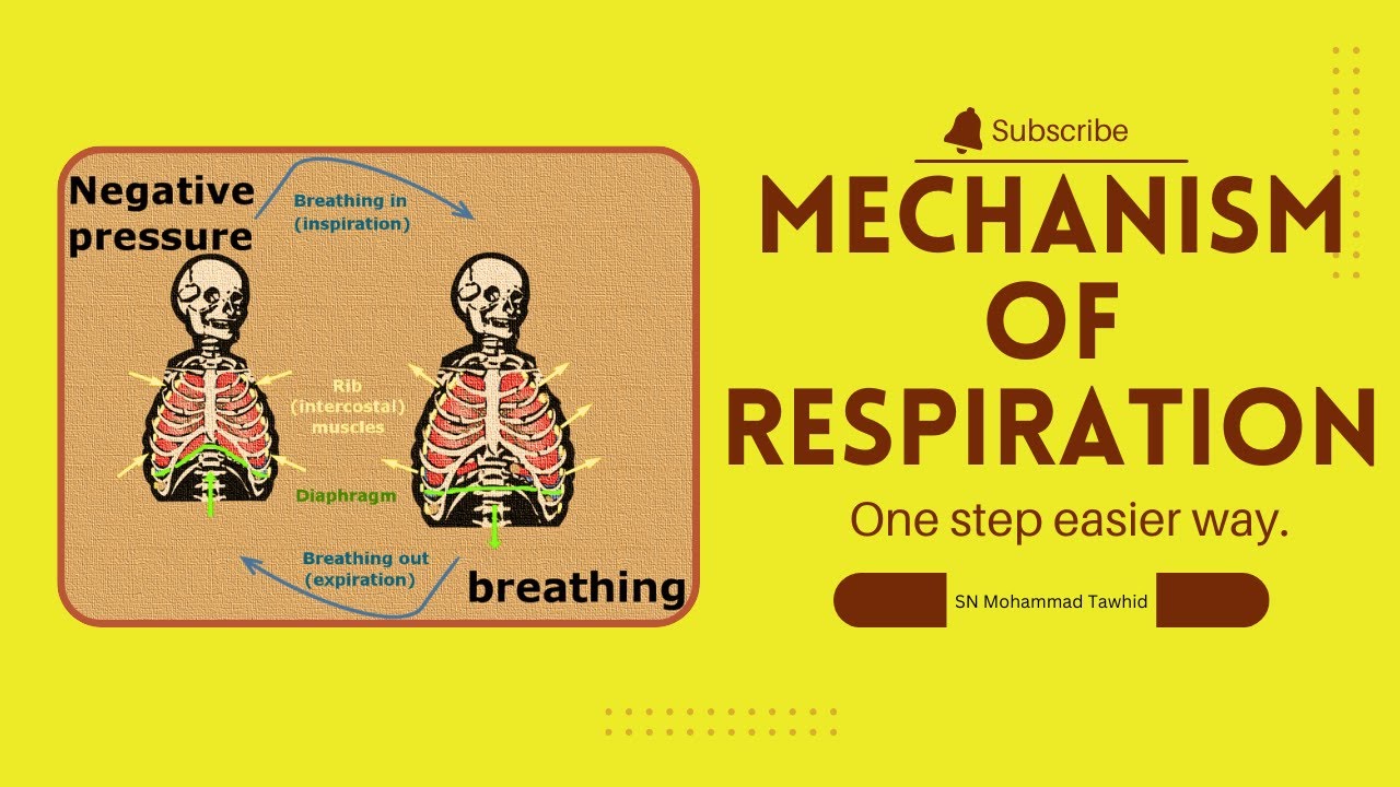 Mechanism of Respiration -- Explained: Human Breathing Mechanism ...