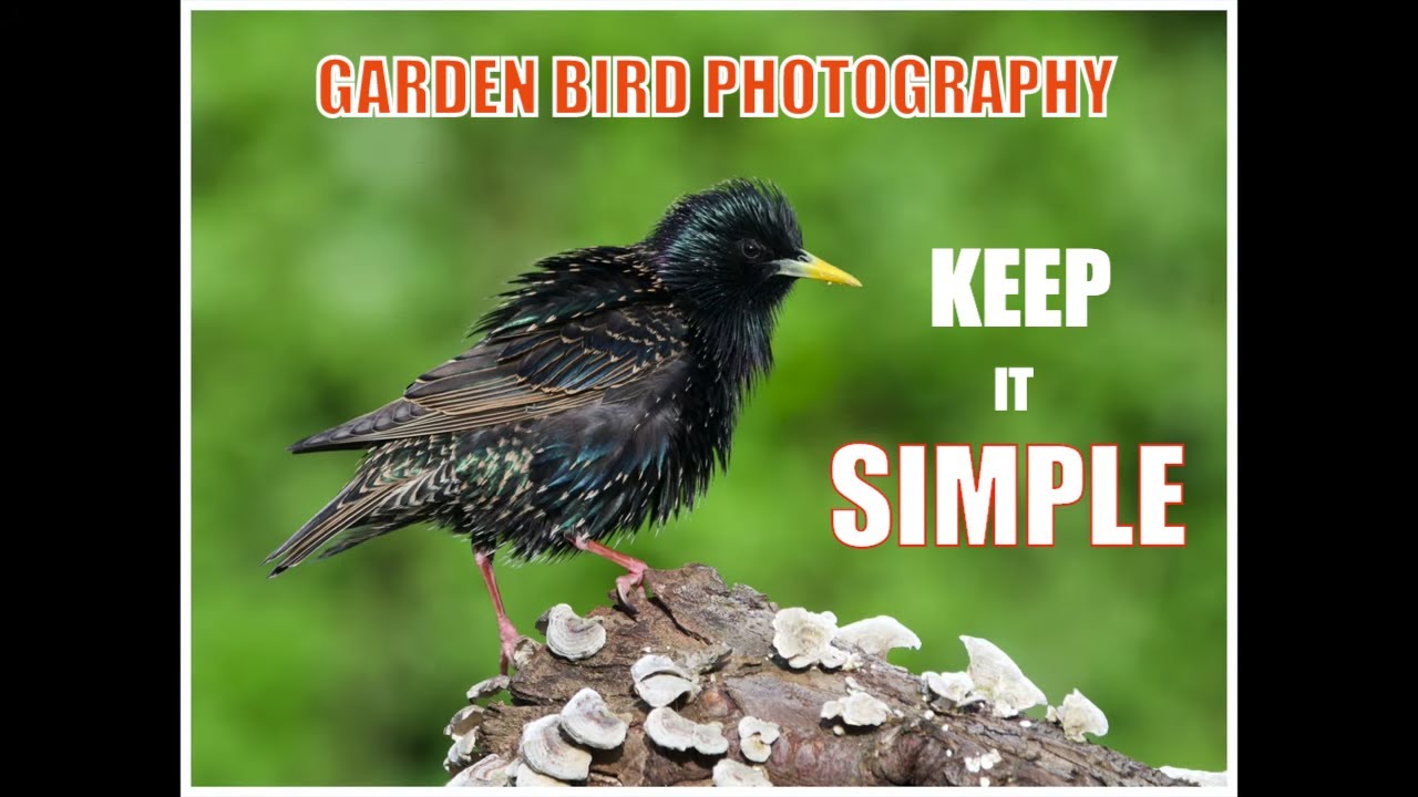 How To Photograph Birds In Your Garden (Beginner's Guide) - YouTube