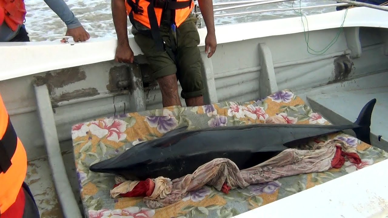 A dolphin washed ashore to the lagoon.| Incredible Dolphin Rescue ...