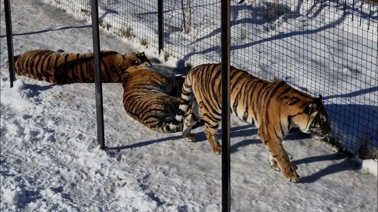 Тигрицам нравится молодой огромный тигр! Тайган - YouTube