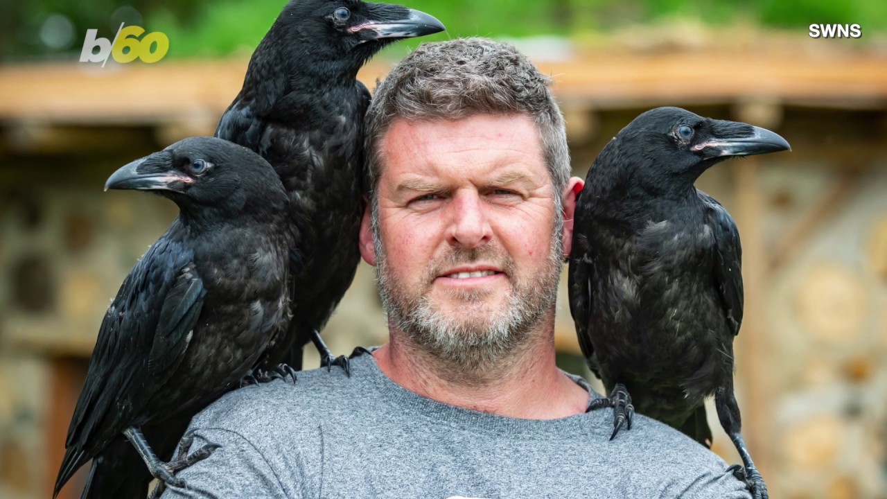 Ravin’ Ravens! Bird Expert Brings Home 3 Ravens Born At The Tower of ...