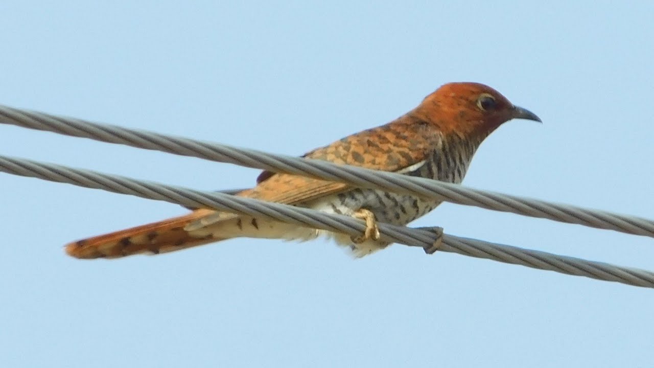 Hepatic Grey bellied cuckoo Cacomantis passerinusat farm house near ...