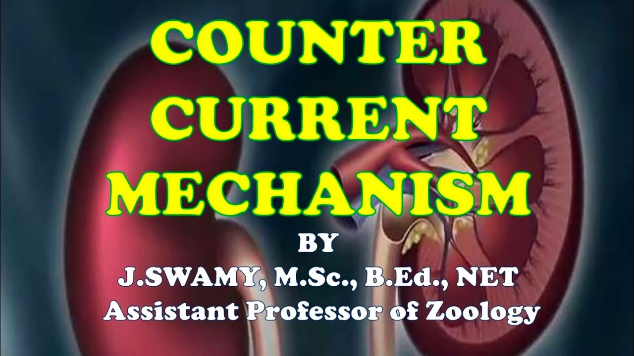 COUNTER CURRENT MECHANISM & Regulation of kidney Functions - YouTube