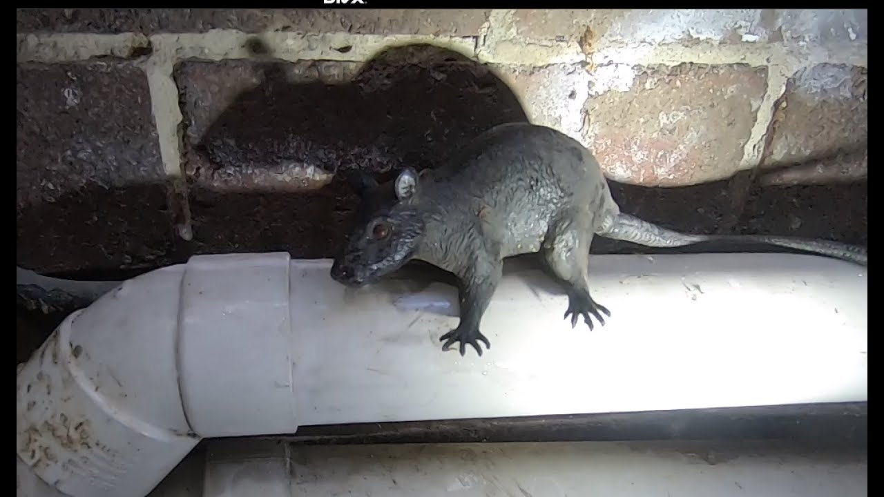 Blocked Drain 374 - YouTube