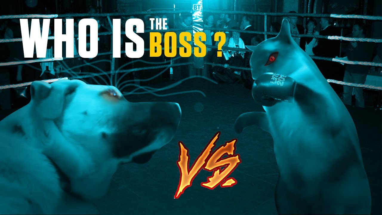 Cat Shows Who Is The Boss | - YouTube