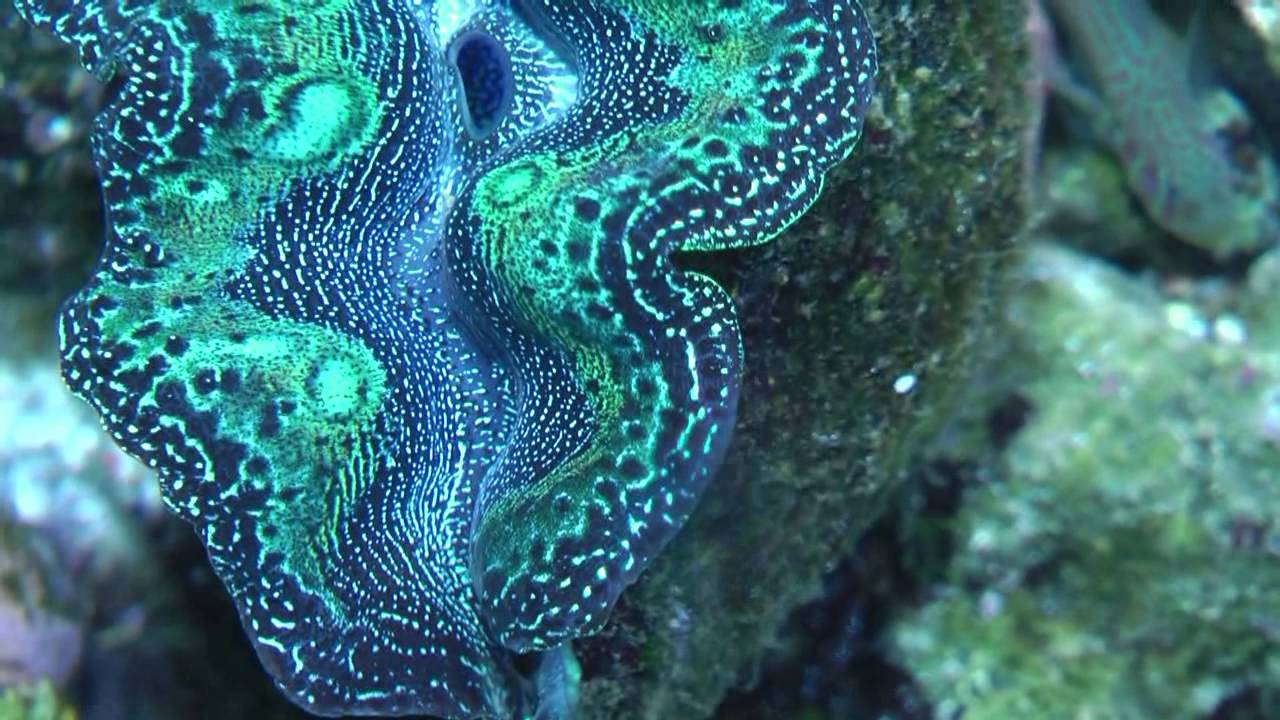 lps soft tank - YouTube