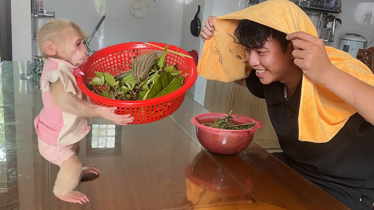 Unbelievable! Monkey Luk takes care of sick Thang in this special way ...