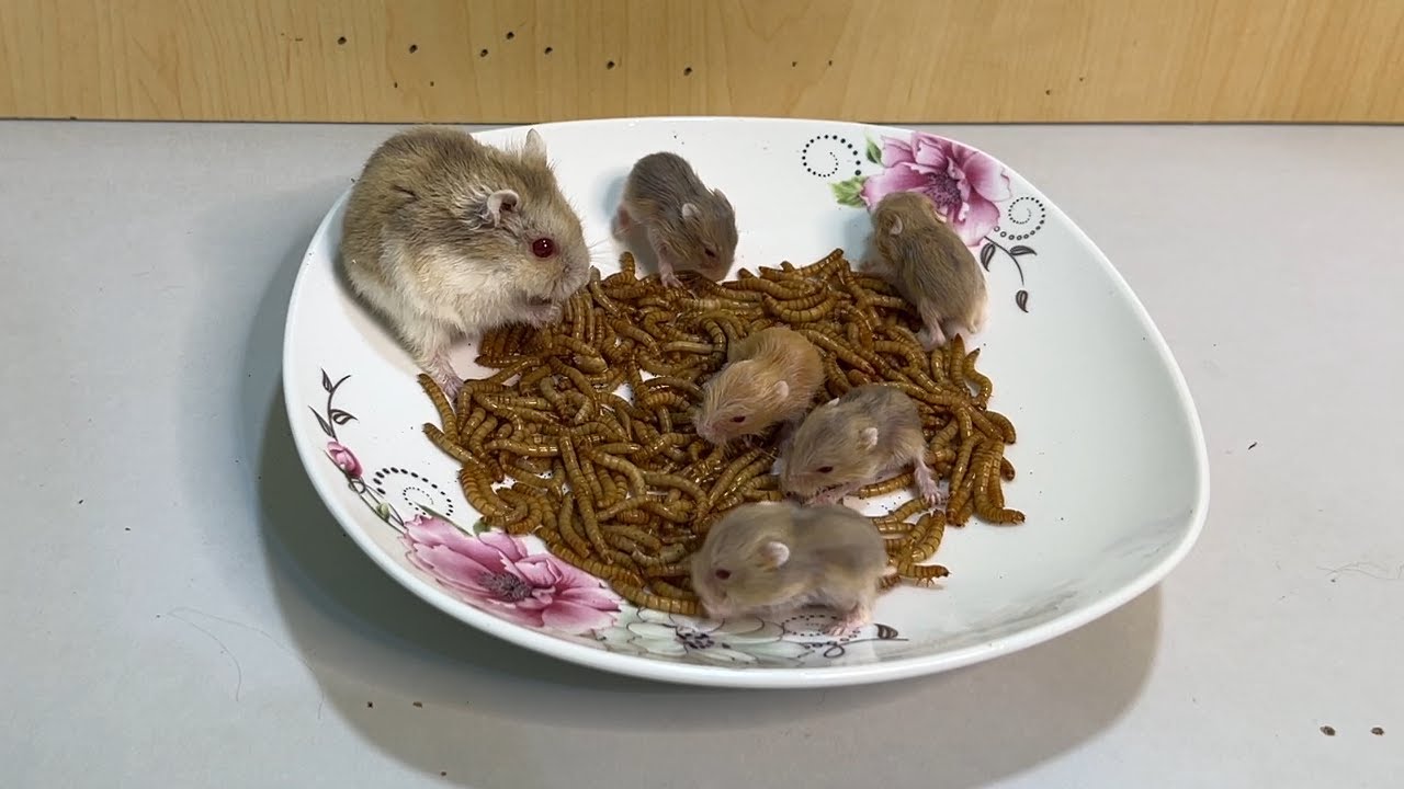 Cute hamster: Worm party for mother hamsters and baby hamsters. - YouTube
