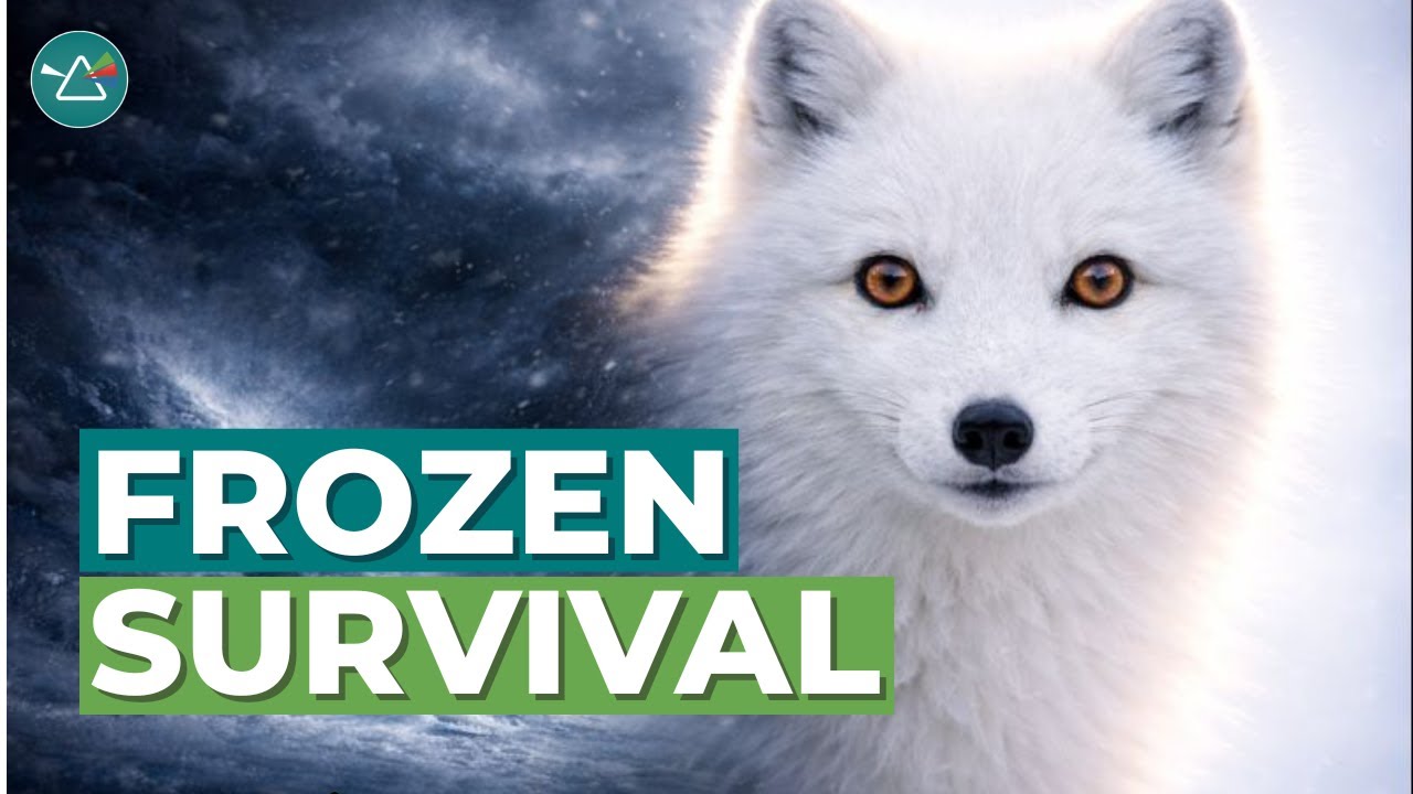 Winter Warriors: Amazing Animals of the Arctic! - YouTube