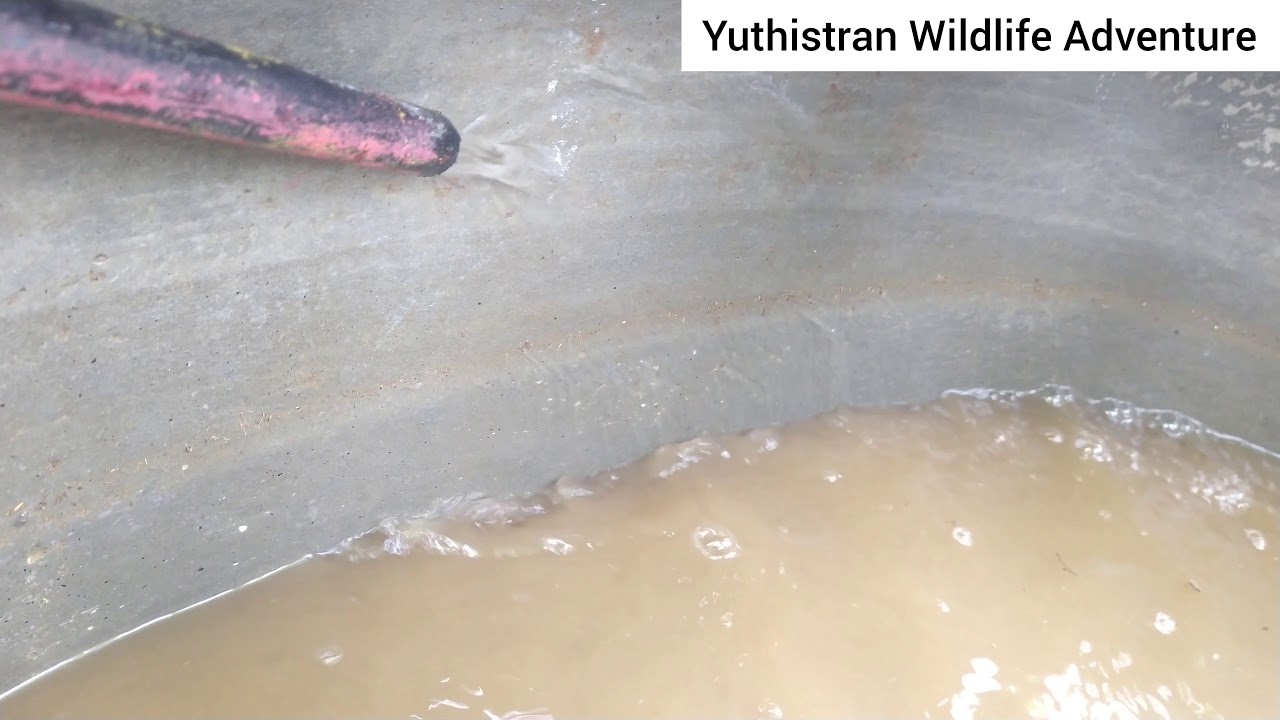 Rare River Ayirai Fish Climbing against Water || அயிரை மீன் எதிர் ...
