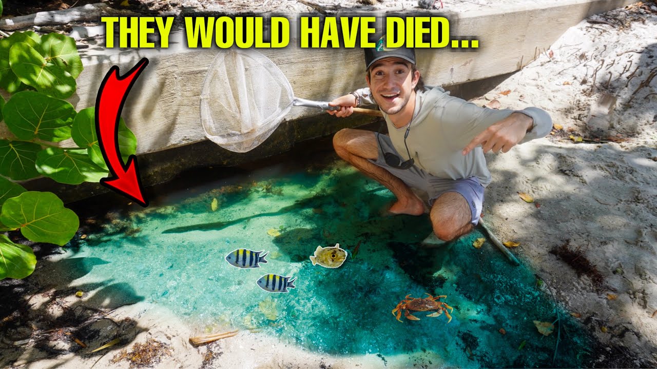 RESCUING Fish TRAPPED In SALTWATER PUDDLE!! *crazy* - YouTube