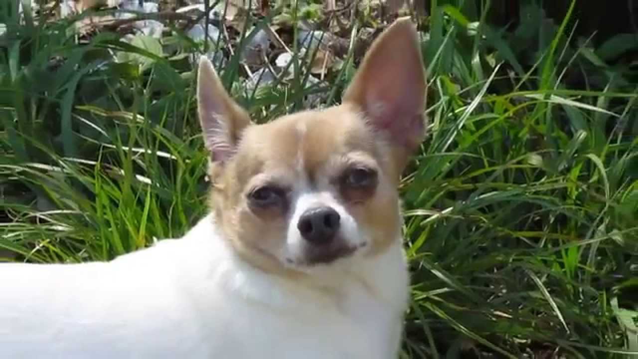 Pinto the Chihuahua - El Perro Gordo - YouTube