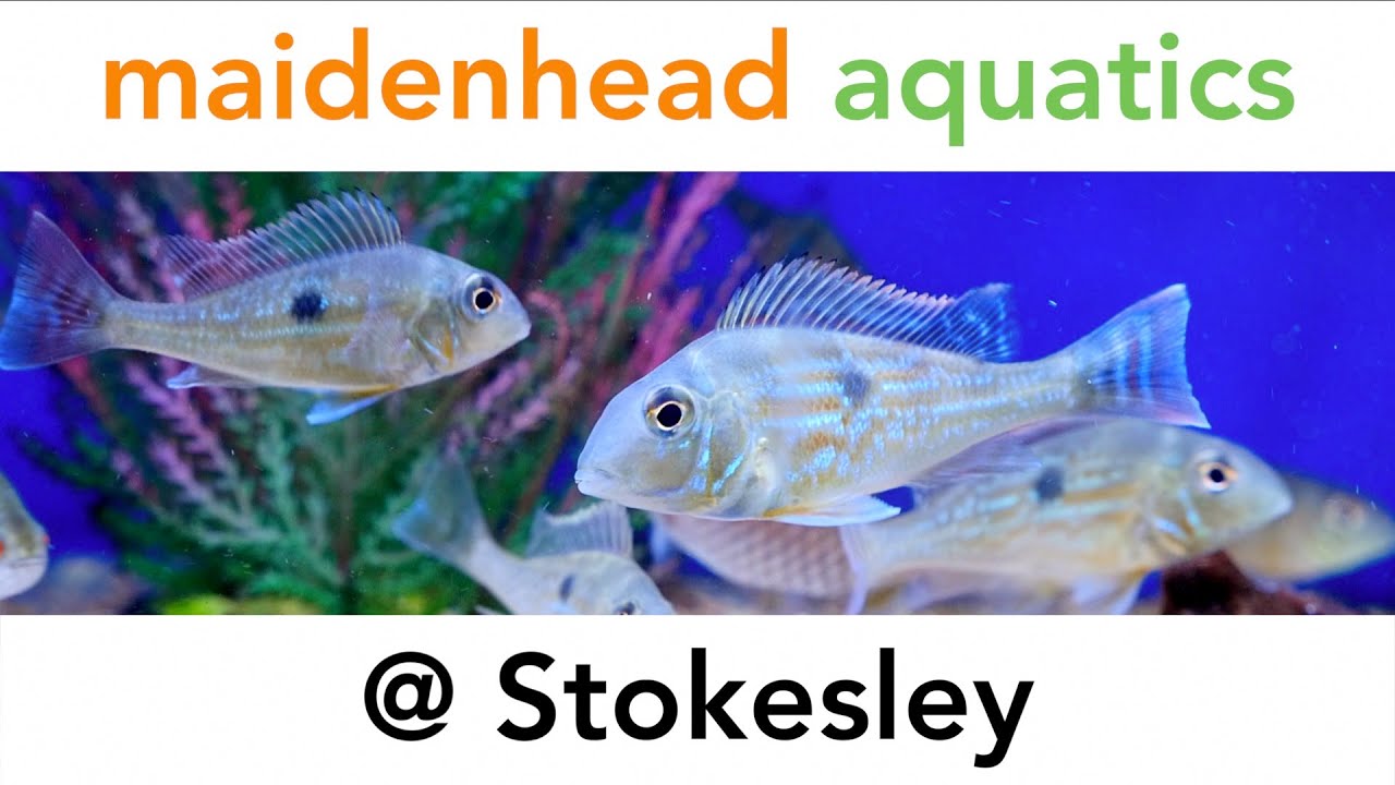 Maidenhead Aquatics @ Stokesley - YouTube