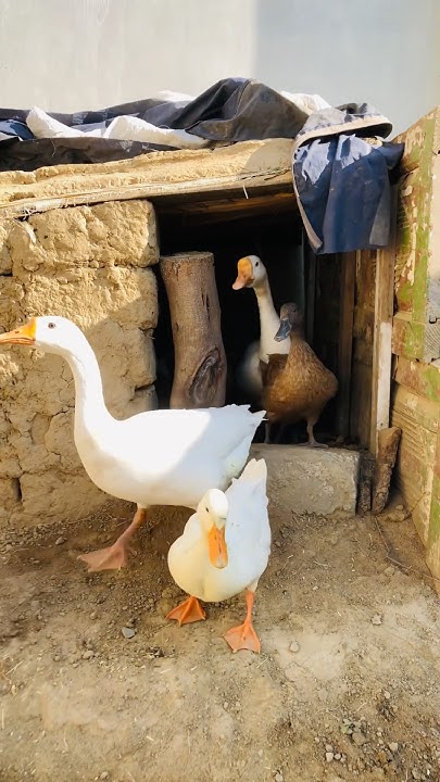 Pearl Hens,Hens,Duck,Rooster,Ducklings,Chickens,Geese #shorts #beautiful #funny #duck # ...