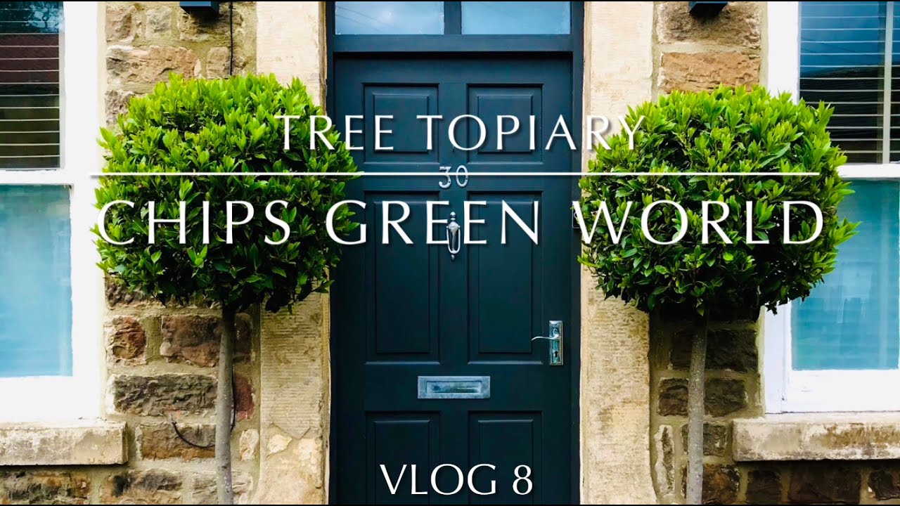 Holly Tree Topiary from a sapling #treetopiary #topiary #hollytopiary ...