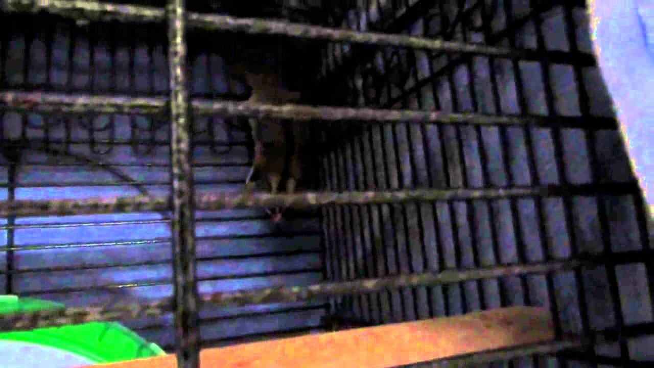 Yoda, barking sugar glider - YouTube