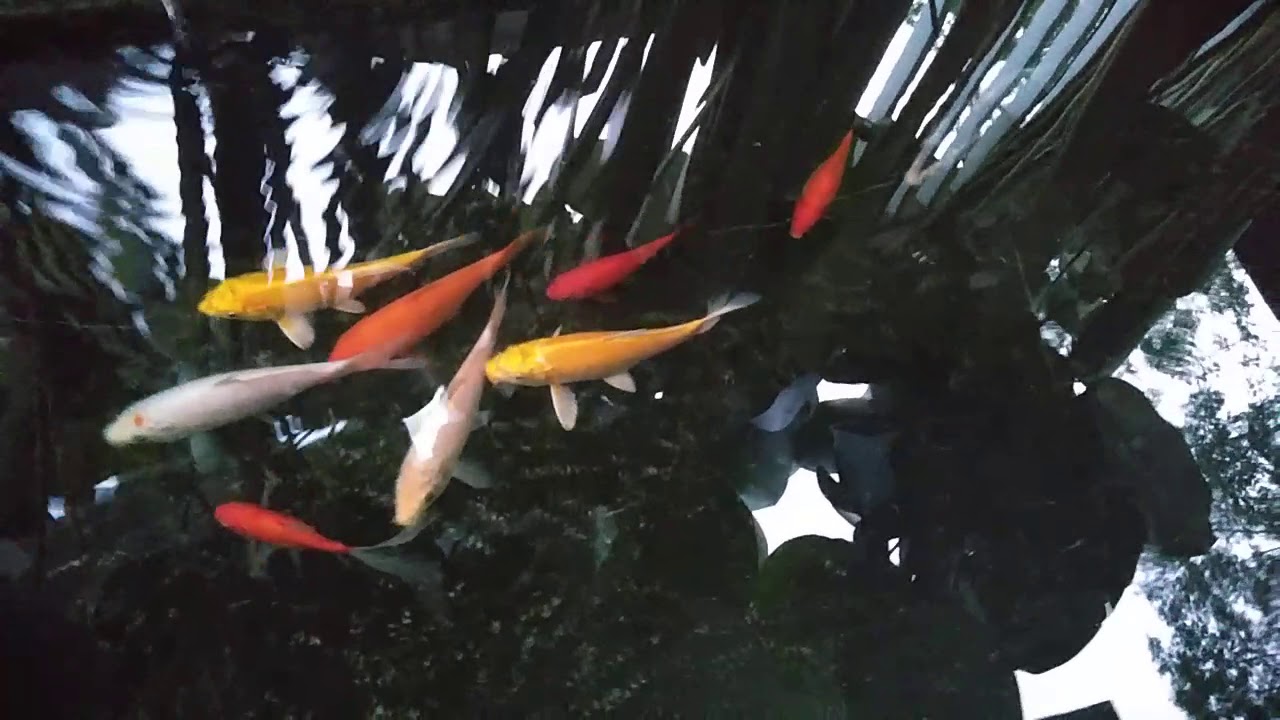 Good morning koi - YouTube