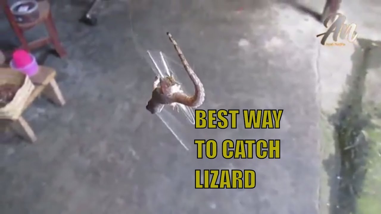 How To Make A Lizard Trap YouTube how-to-make-a-lizard-trap-youtube