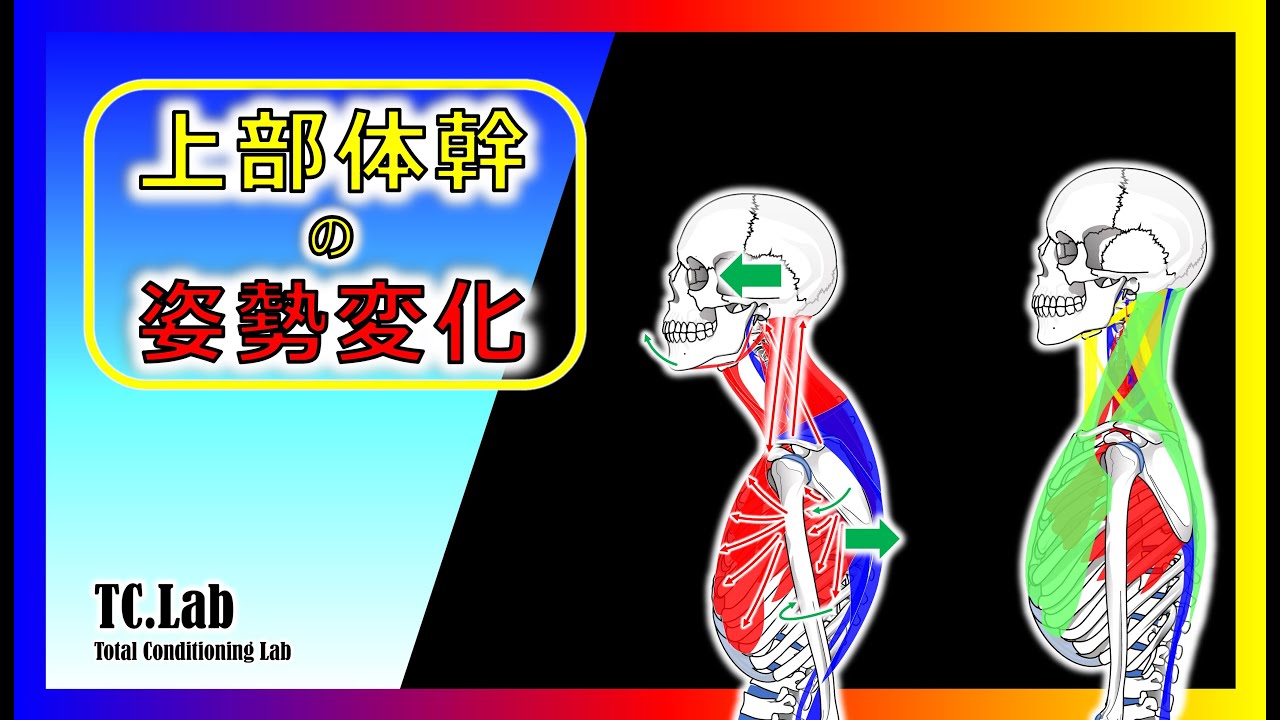 上部体幹の姿勢変化【Upper trunk posture changes】 - YouTube