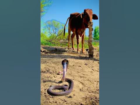 Cow vs snake #shortsfeed #shorts #snakes #naagjogi #kingcobra # ...