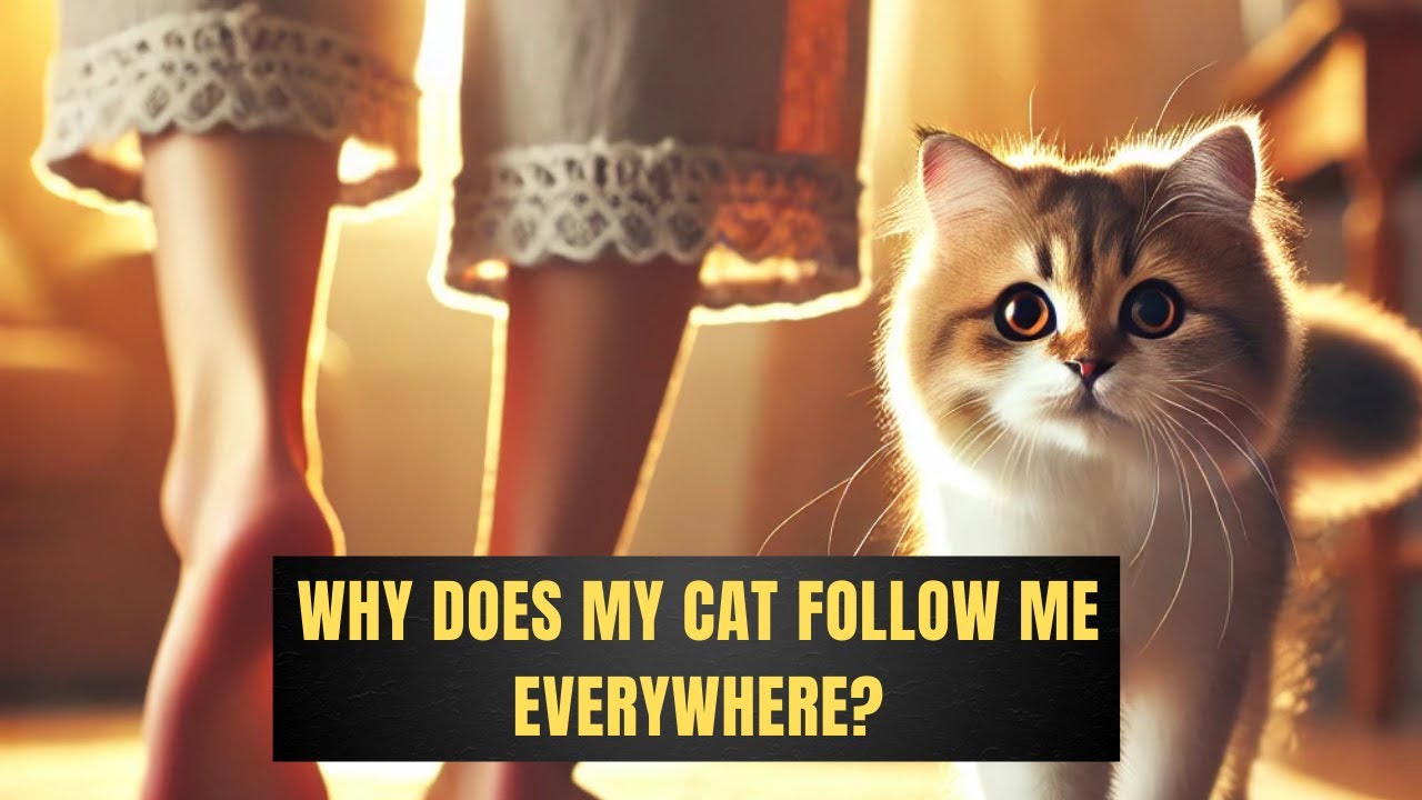 "Why Does My Cat Follow Me Everywhere? The Adorable Truth Behind Their ...