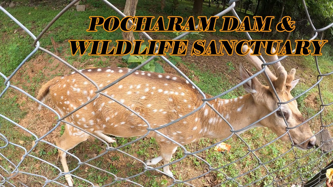 POCHARAM DAM & WILDLIFE SANCTUARY - YouTube