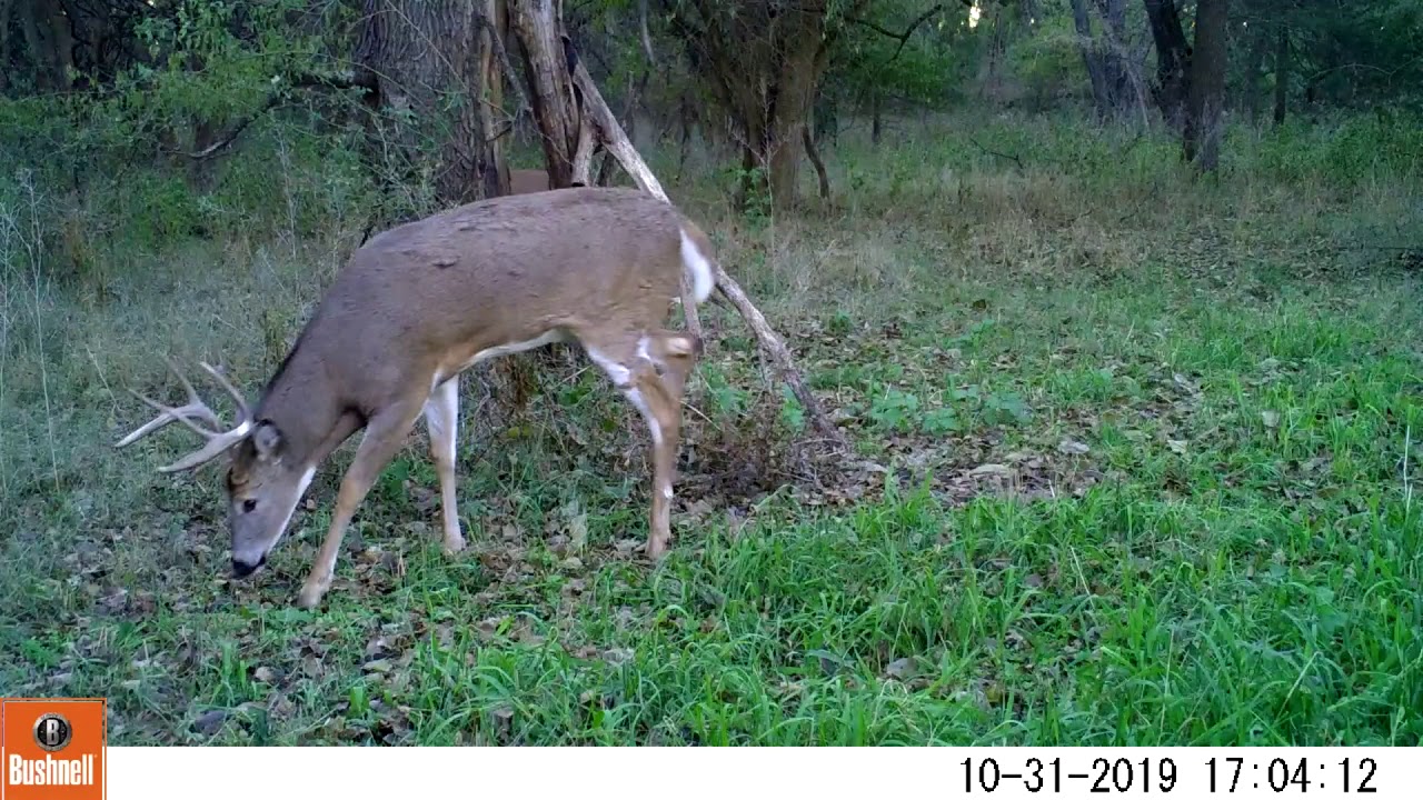 New Bucks & Buck at Night - YouTube