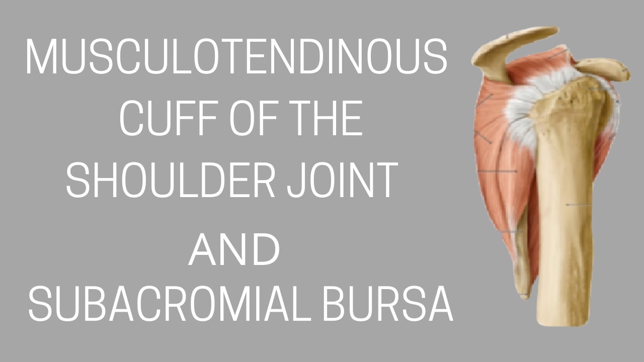 MUSCULOTENDINOUS CUFF OF SHOULDER JOINT / ROTATOR CUFF AND SUBACROMIAL ...