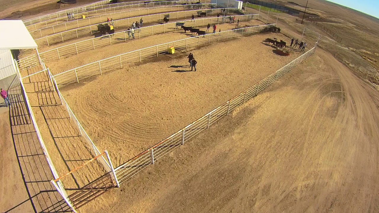 Sale Day at Blind Badger Ranch - YouTube