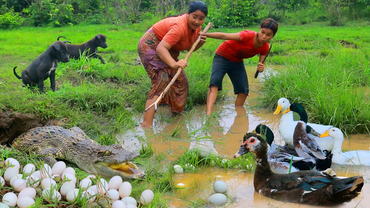 Detecting Crocodile and duck at river - Cooking Duck with chili for dog ...