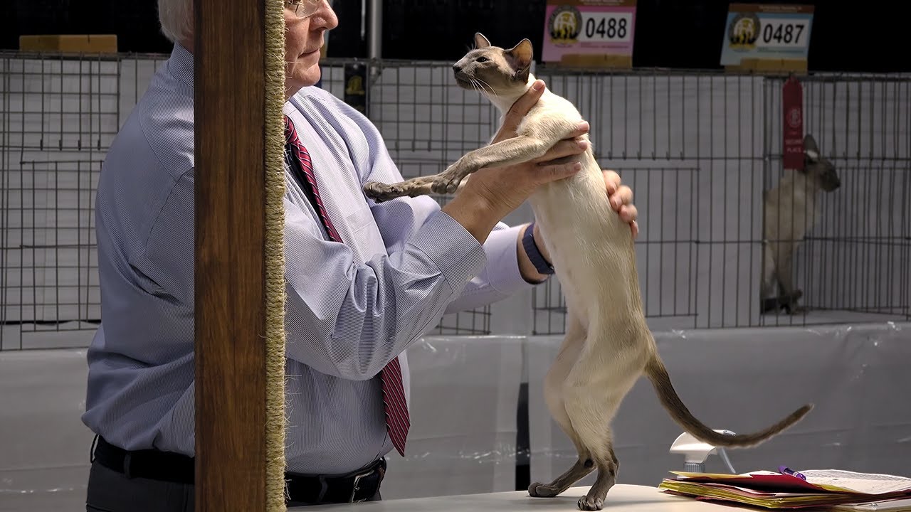 CFA International Show 2017 - Shorthair Premiers - Siamese - YouTube
